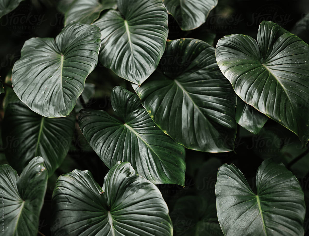 "Closeup Of Leaves Of Tropical Plants, In The Rain Forest" by Stocksy ...
