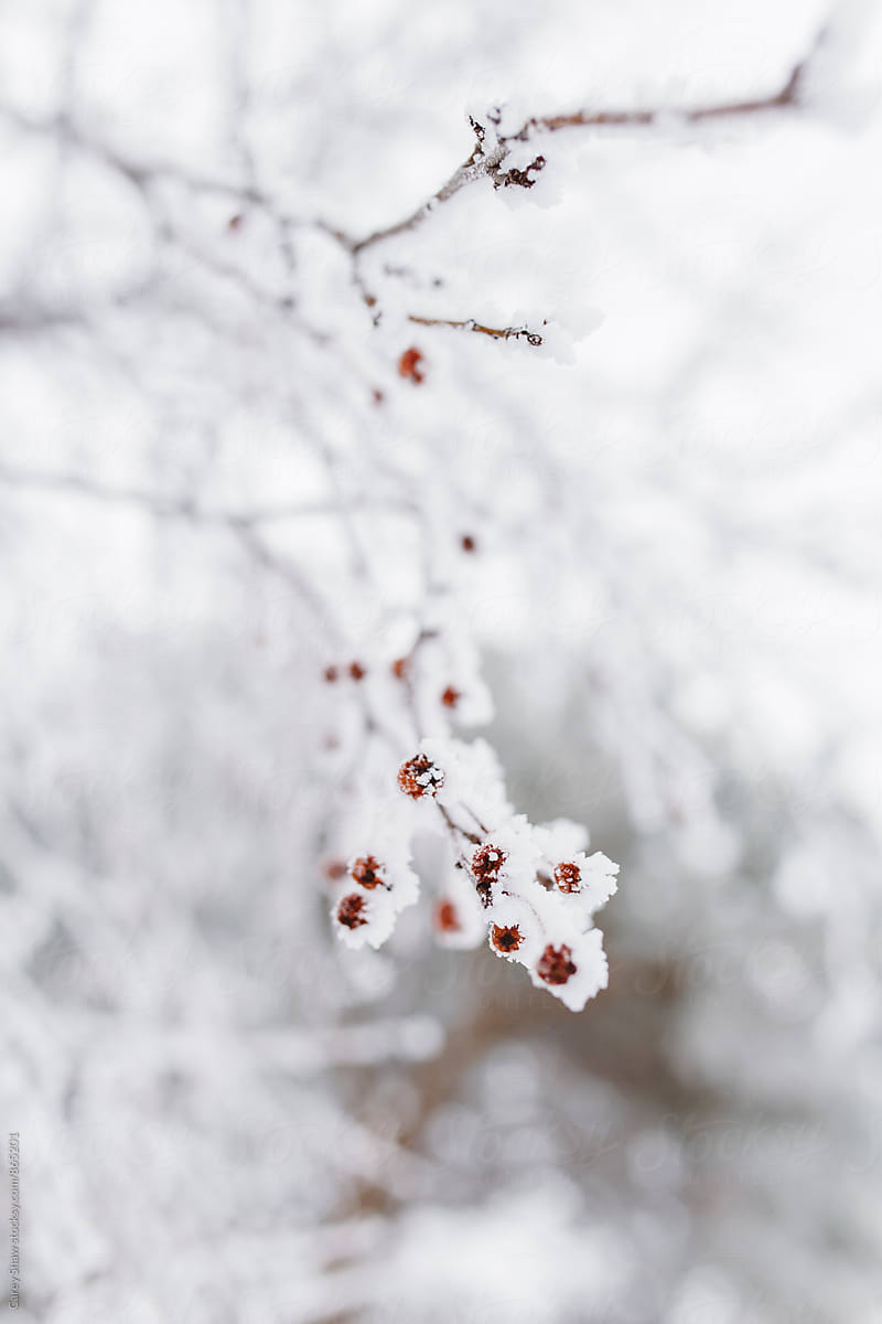 "Frost Covered Berry Tree In Winter" by Stocksy Contributor "Carey Shaw ...