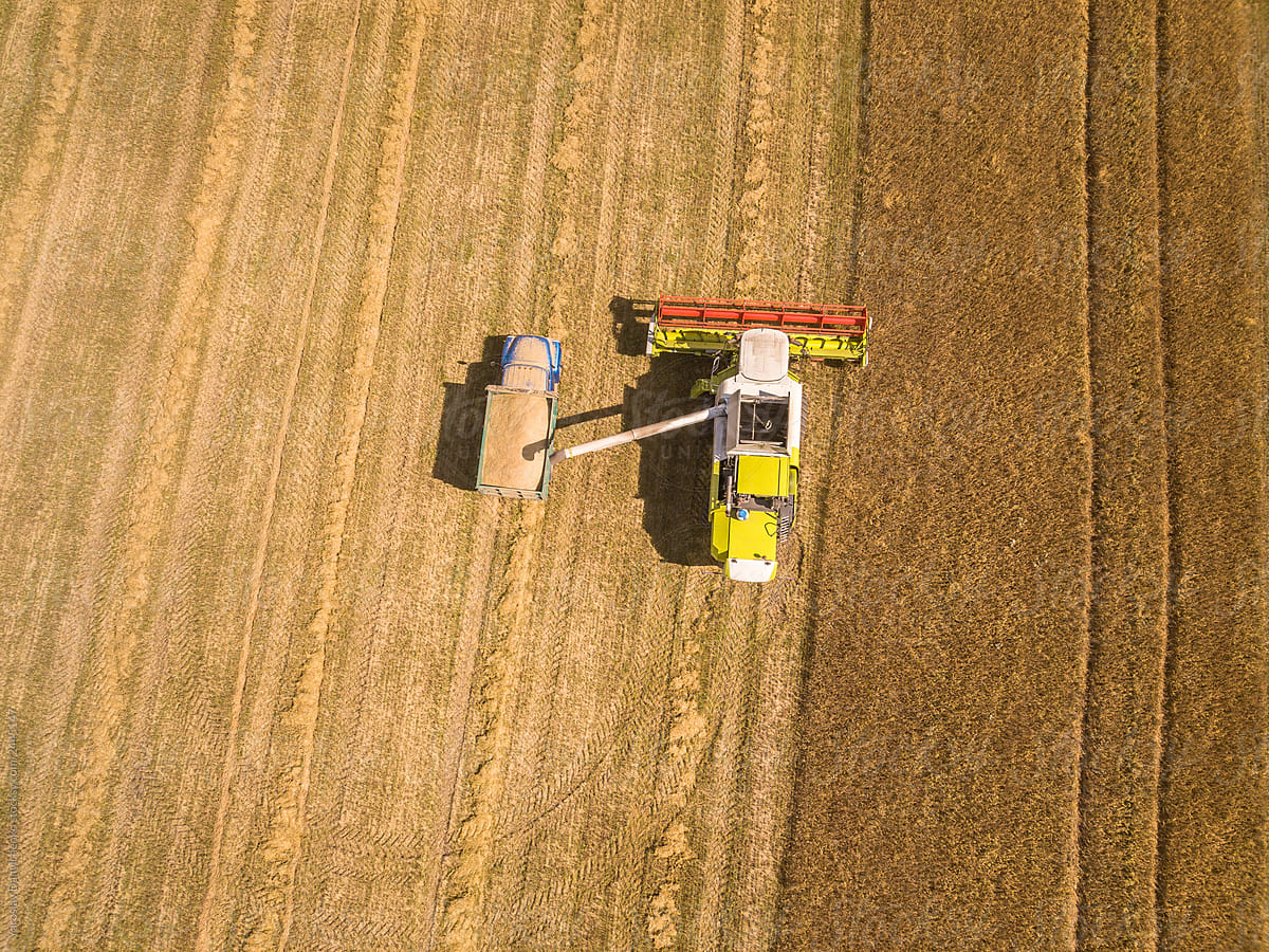 Top view harvesting of wheat crops from farm fields by agricultu ...