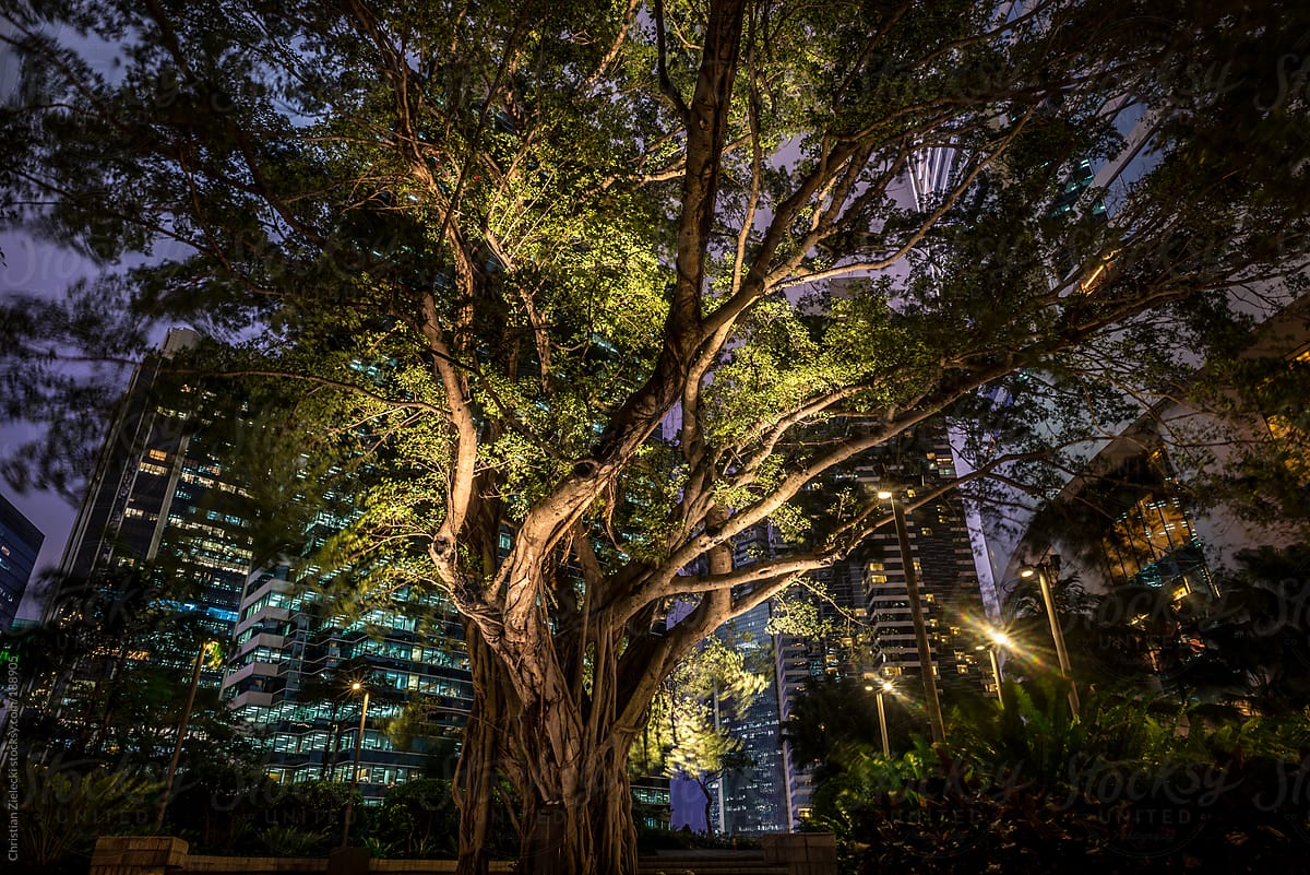 "Illuminated Tree In Park In Night City" by Stocksy Contributor "Chris ...