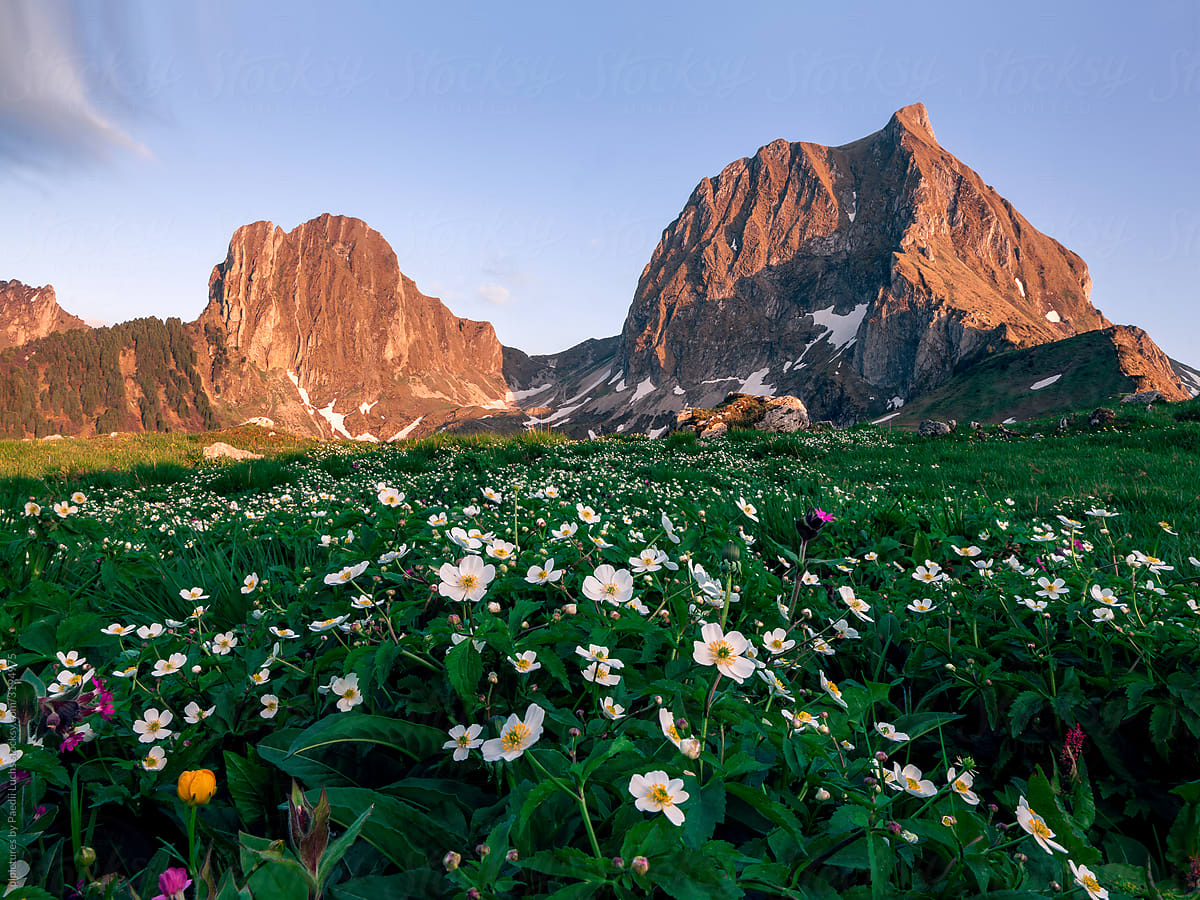 "White Buttercup Meadow In Front Of Mountains In Spring" by Stocksy ...