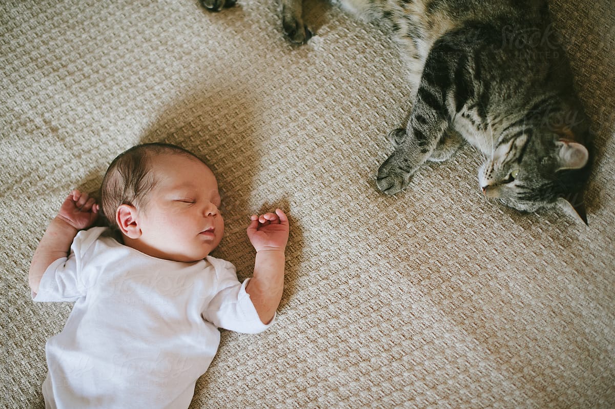 "Newborn Baby And Cat" by Stocksy Contributor "Bruce And Rebecca ...