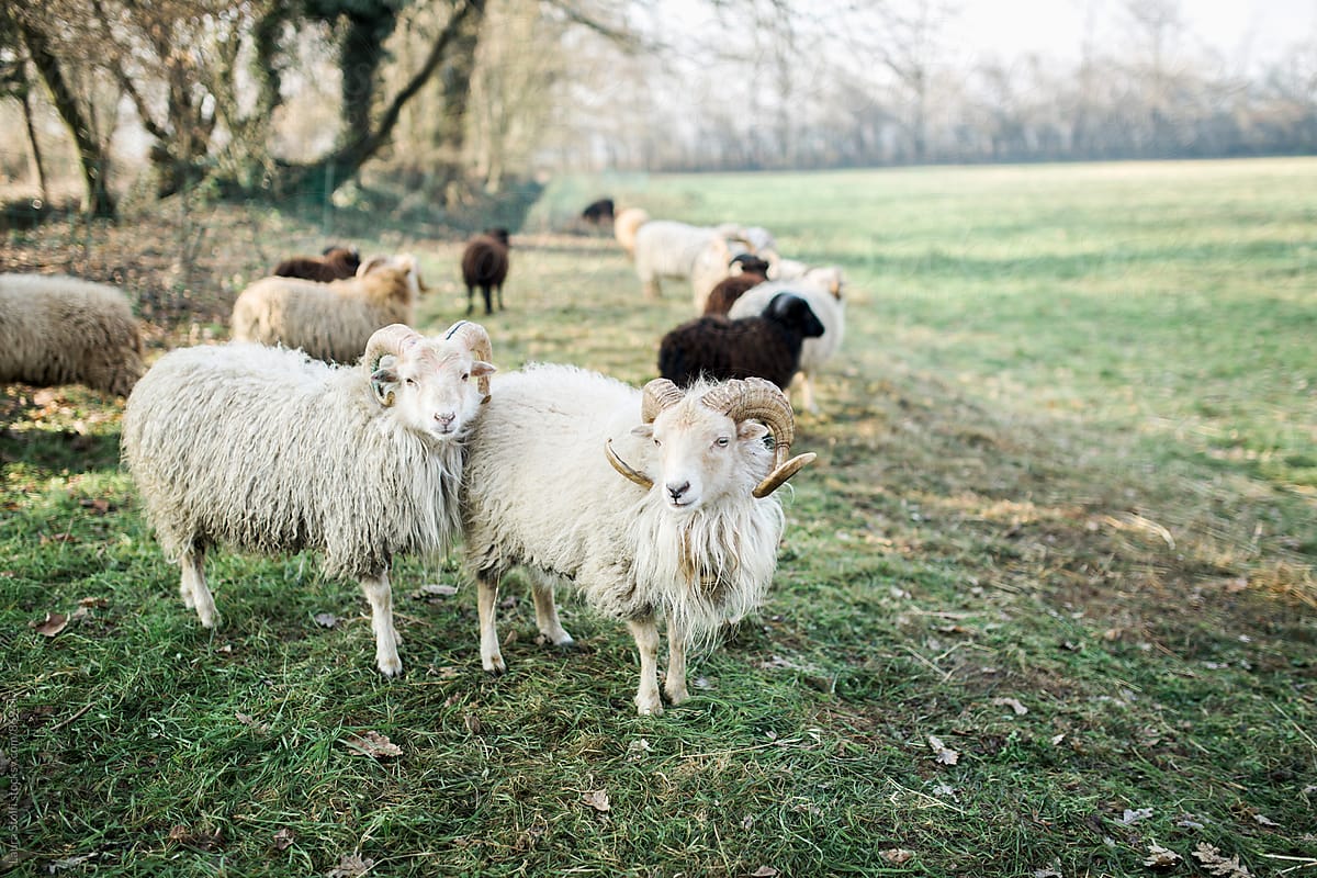 "Two Adult Rams Standing In Sunny Outdoor" by Stocksy Contributor ...