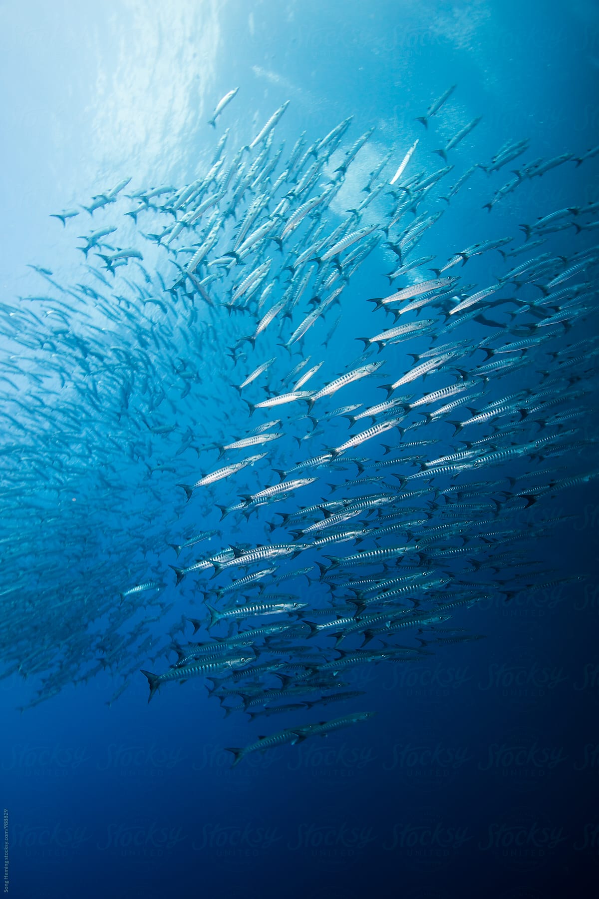 "Diving With School Of Barracuda" by Stocksy Contributor "Song Heming ...