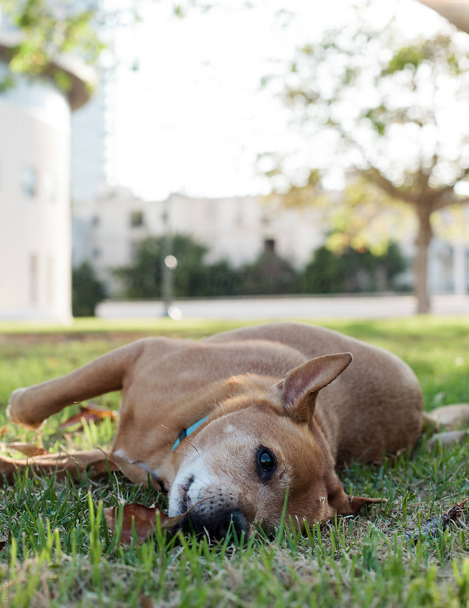 "Dog On Park Lawn" by Stocksy Contributor "Eldad Carin" - Stocksy
