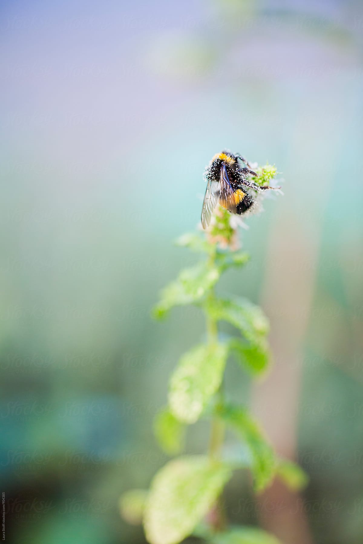 "Mint Leaves And Bumblebee On Them" by Stocksy Contributor "Laura ...
