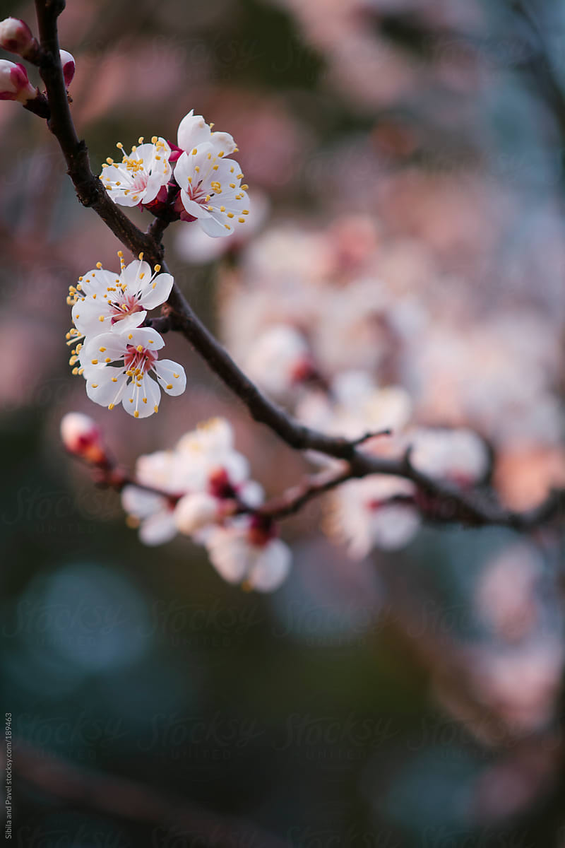 "Pink Spring Blossom" by Stocksy Contributor "Sibila And Pavel" - Stocksy