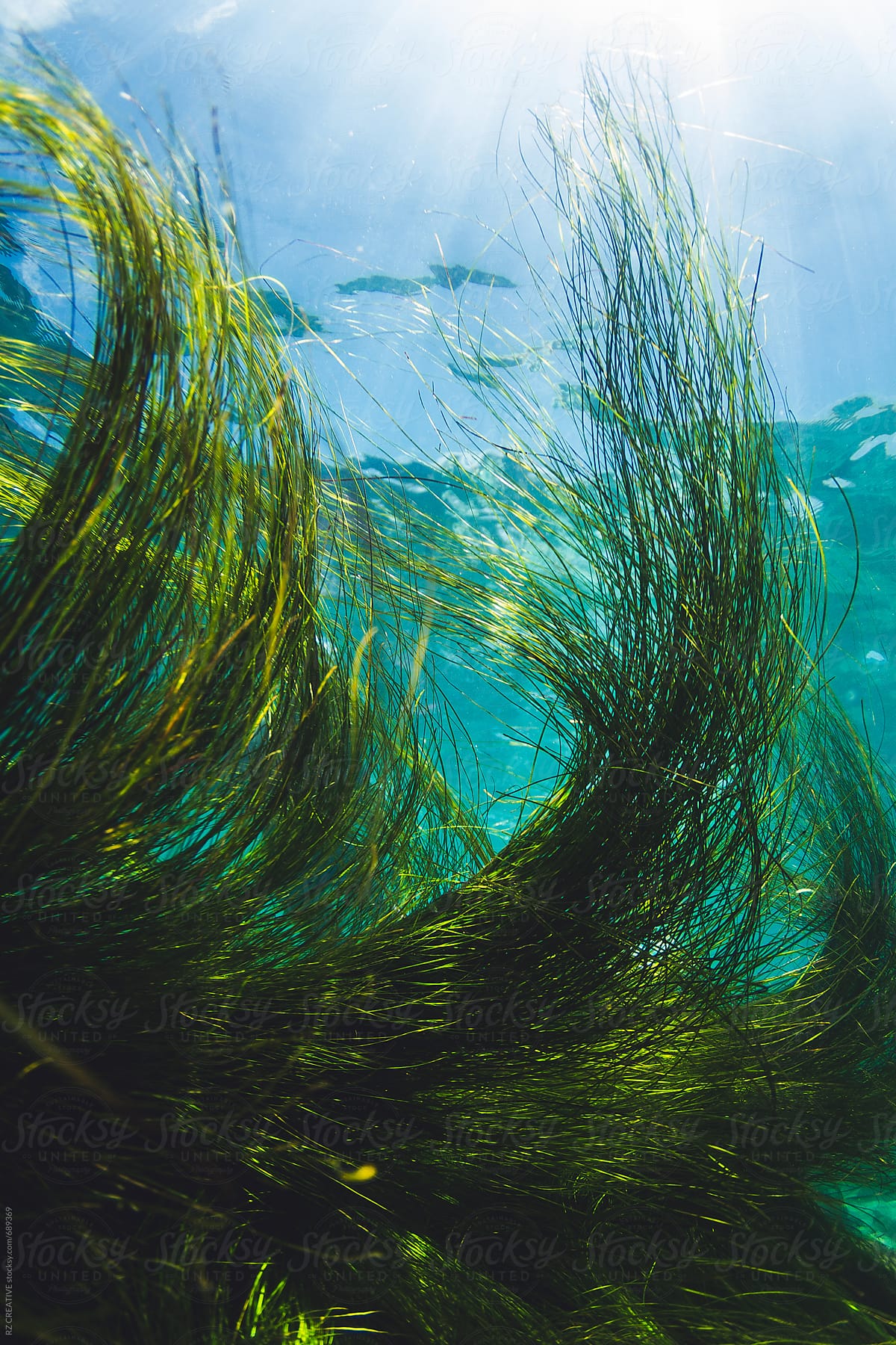"Sea Grass Below The Surface." by Stocksy Contributor "RZCREATIVE ...