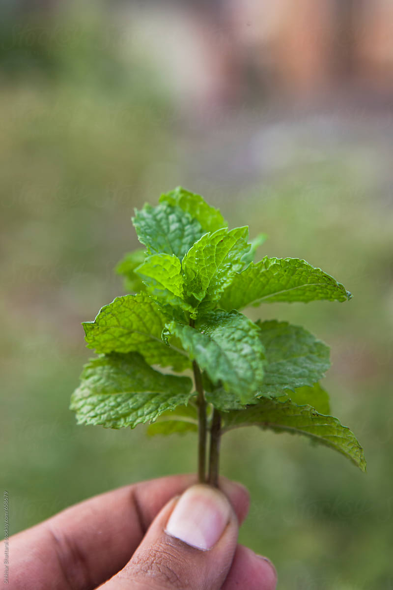 "Hand Holding Fresh Mint Leaves From The Garden." by Stocksy ...