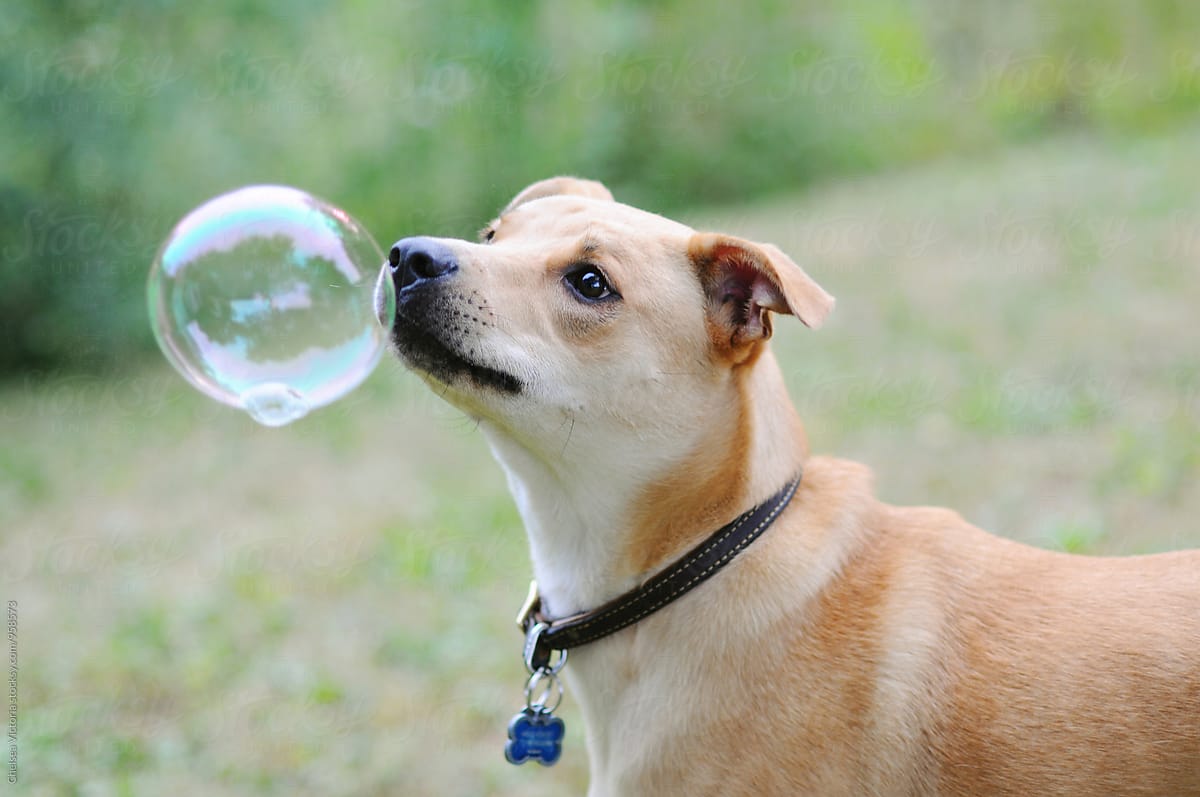 "A Dog And A Bubble" by Stocksy Contributor "Chelsea Victoria" - Stocksy