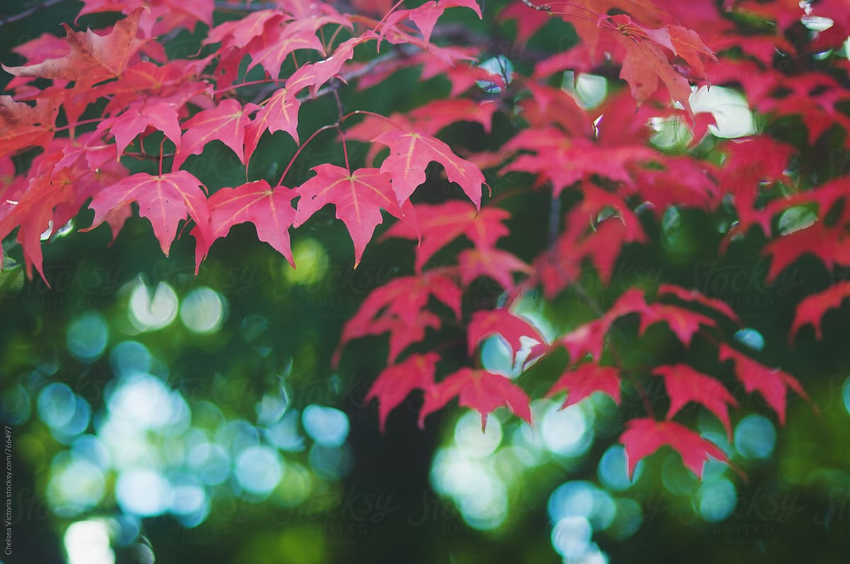 "Beautiful Red Autumn Leaves" by Stocksy Contributor "Chelsea Victoria ...
