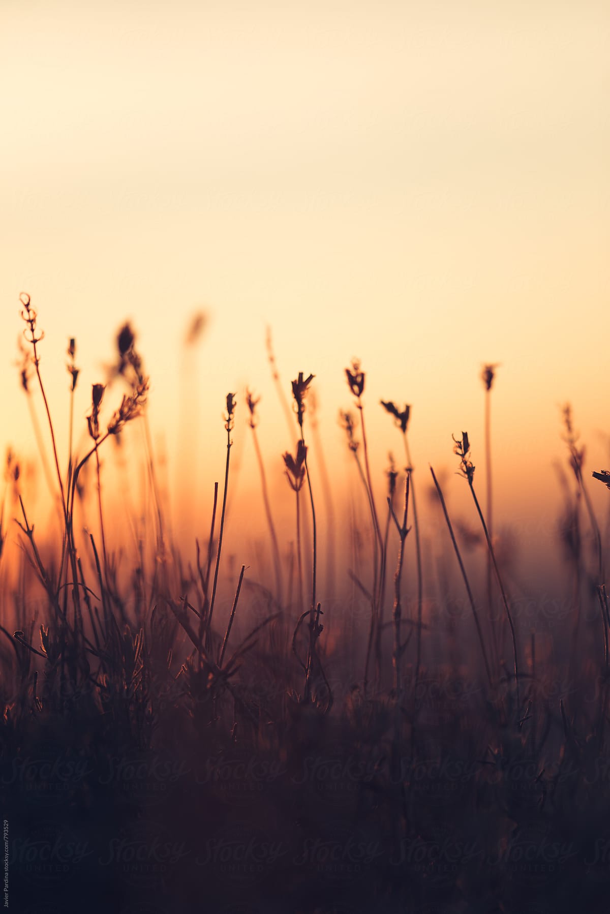 "Plants At Sunset" by Stocksy Contributor "Pardina Studio x Katya D ...