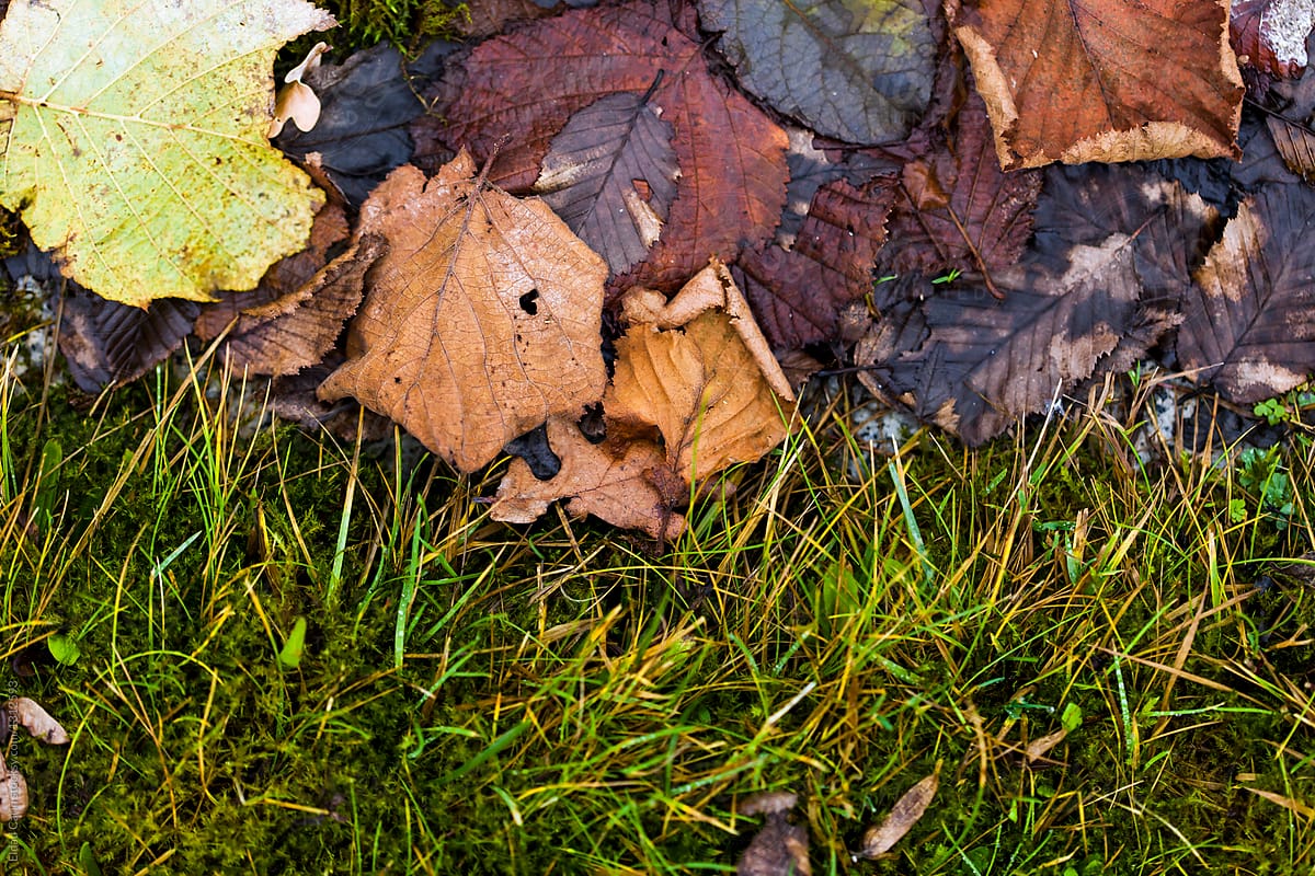 "Autumn Leaves On Damp Grass" by Stocksy Contributor "Eldad Carin ...