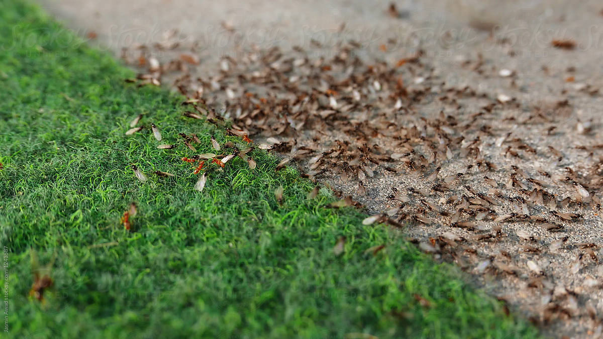 "Flying Ants On The Ground" by Stocksy Contributor "Jasmin Awad" - Stocksy