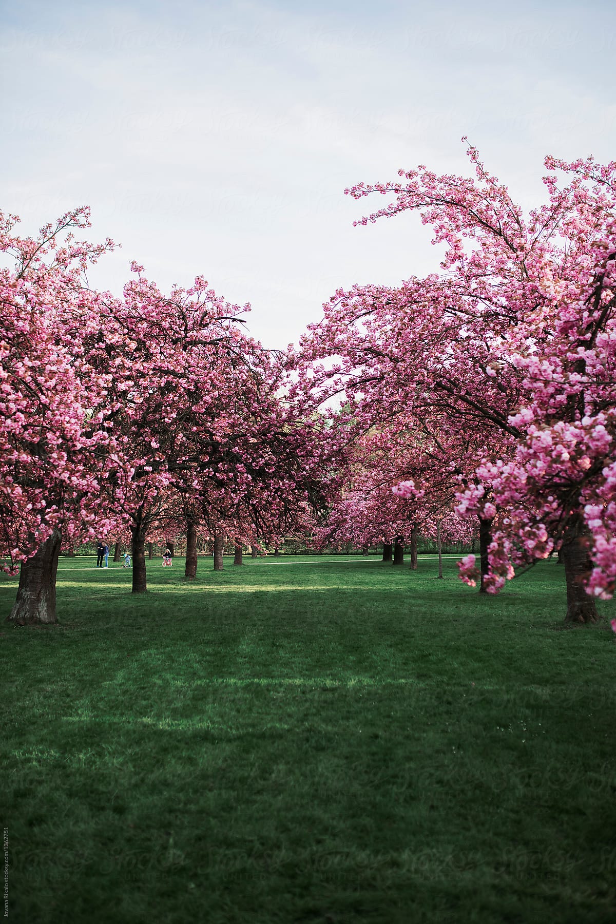 "Sakura Tree Garden" by Stocksy Contributor "Jovana Rikalo" - Stocksy