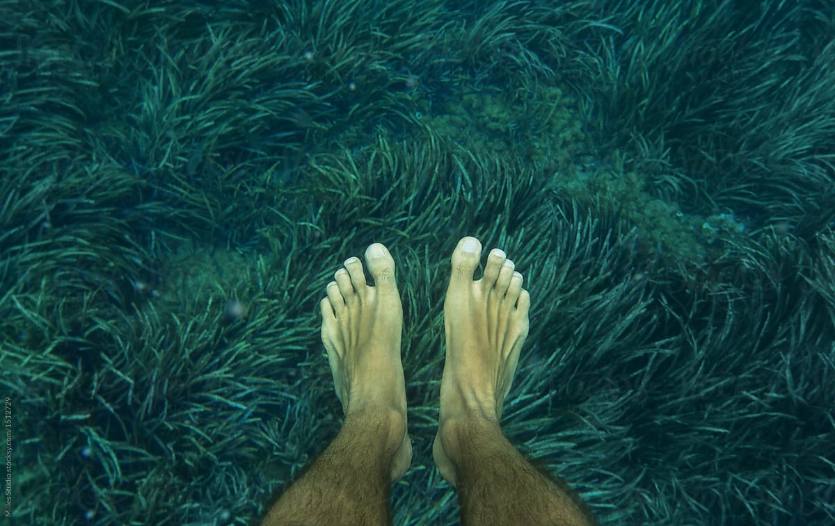 "Legs Of Diver In Algae" by Stocksy Contributor "Milles Team" - Stocksy