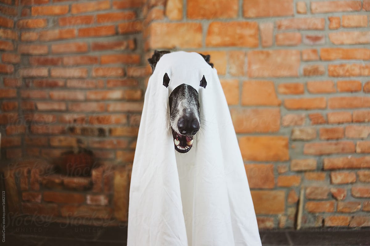 "Dog Dressed As A Ghost For Halloween" by Stocksy Contributor "Giada ...