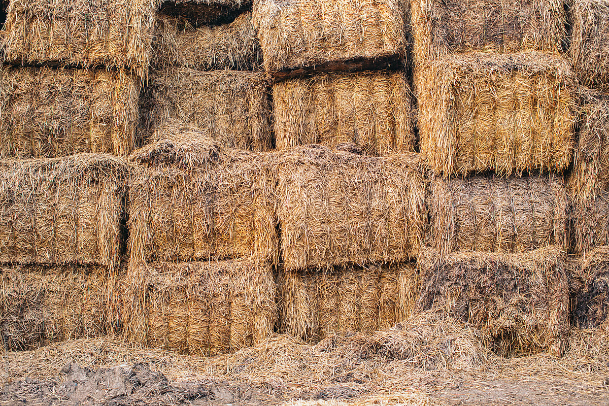 "Hay As A Background" by Stocksy Contributor "Mosuno" - Stocksy