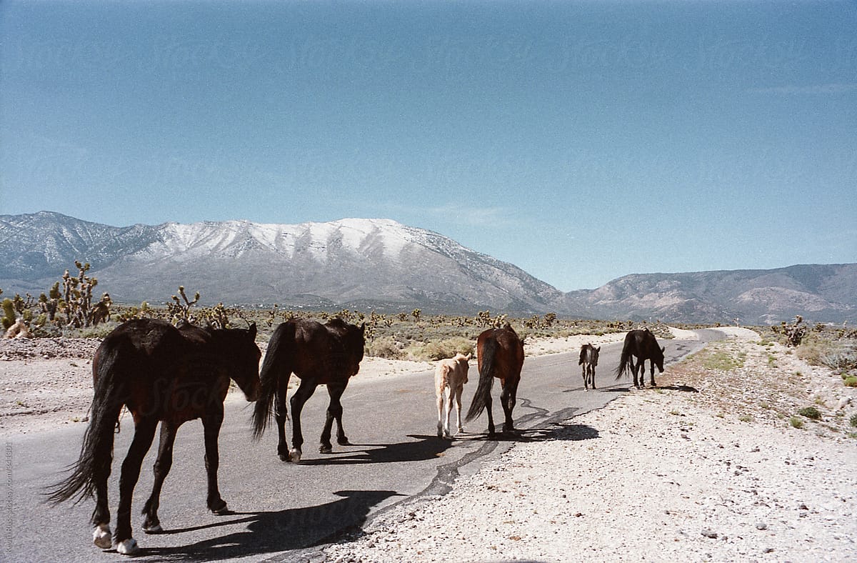 "Band Of Horses Walking Down Desert Road" by Stocksy Contributor "Kevin ...
