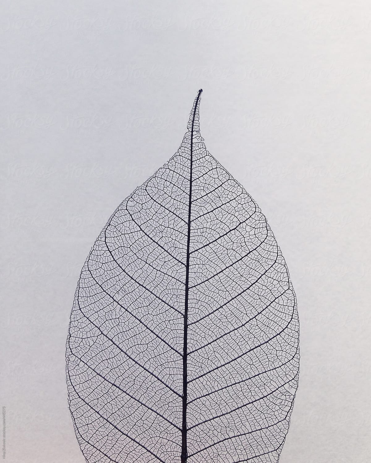 "Structure Of A Leaf." by Stocksy Contributor "Nina Zivkovic" - Stocksy