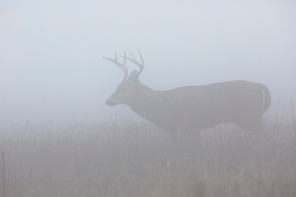 "Deer In Fog" by Stocksy Contributor "Paul Tessier" - Stocksy