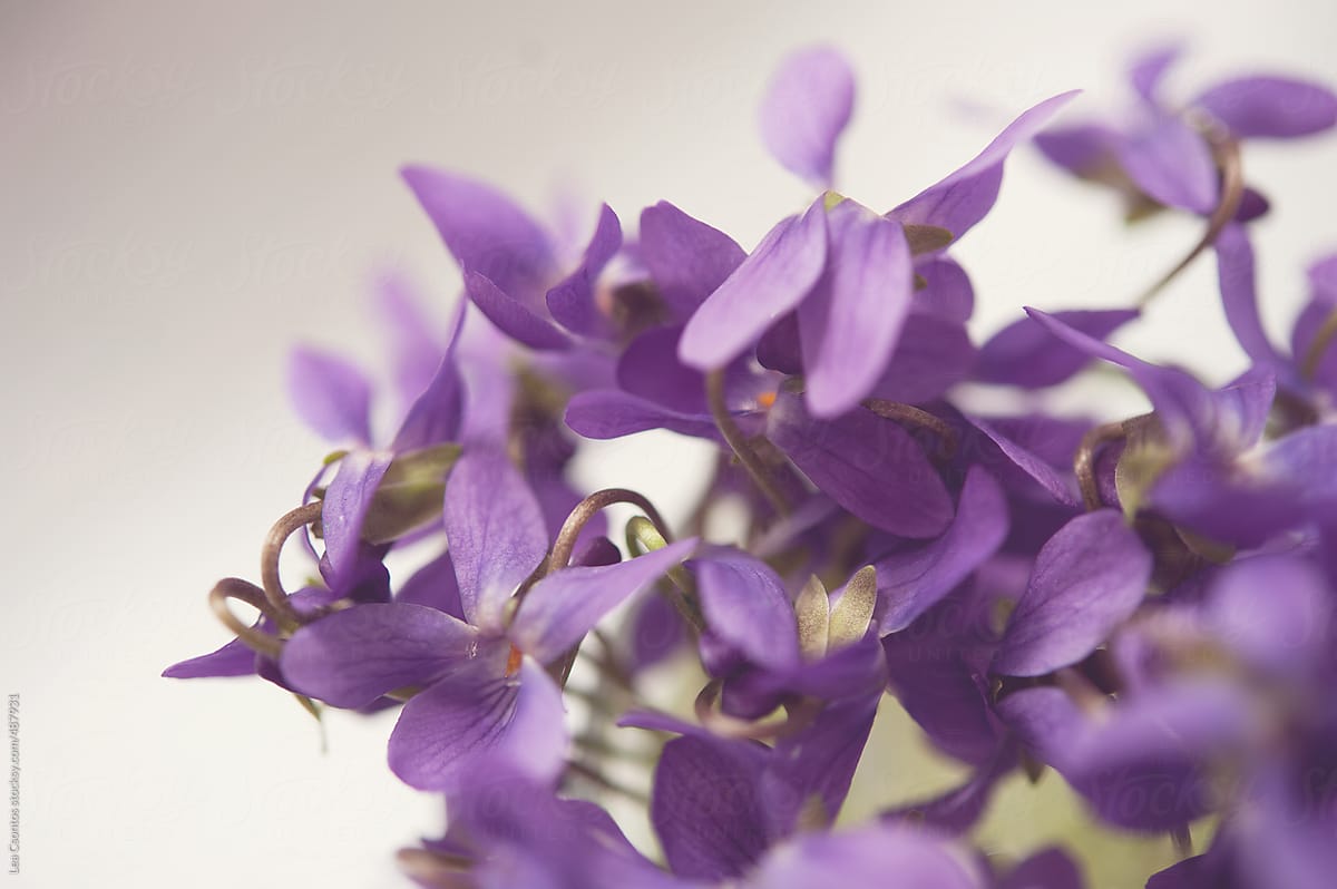 "Close-up Of A Bunch Of Violets" by Stocksy Contributor "Lea Csontos ...