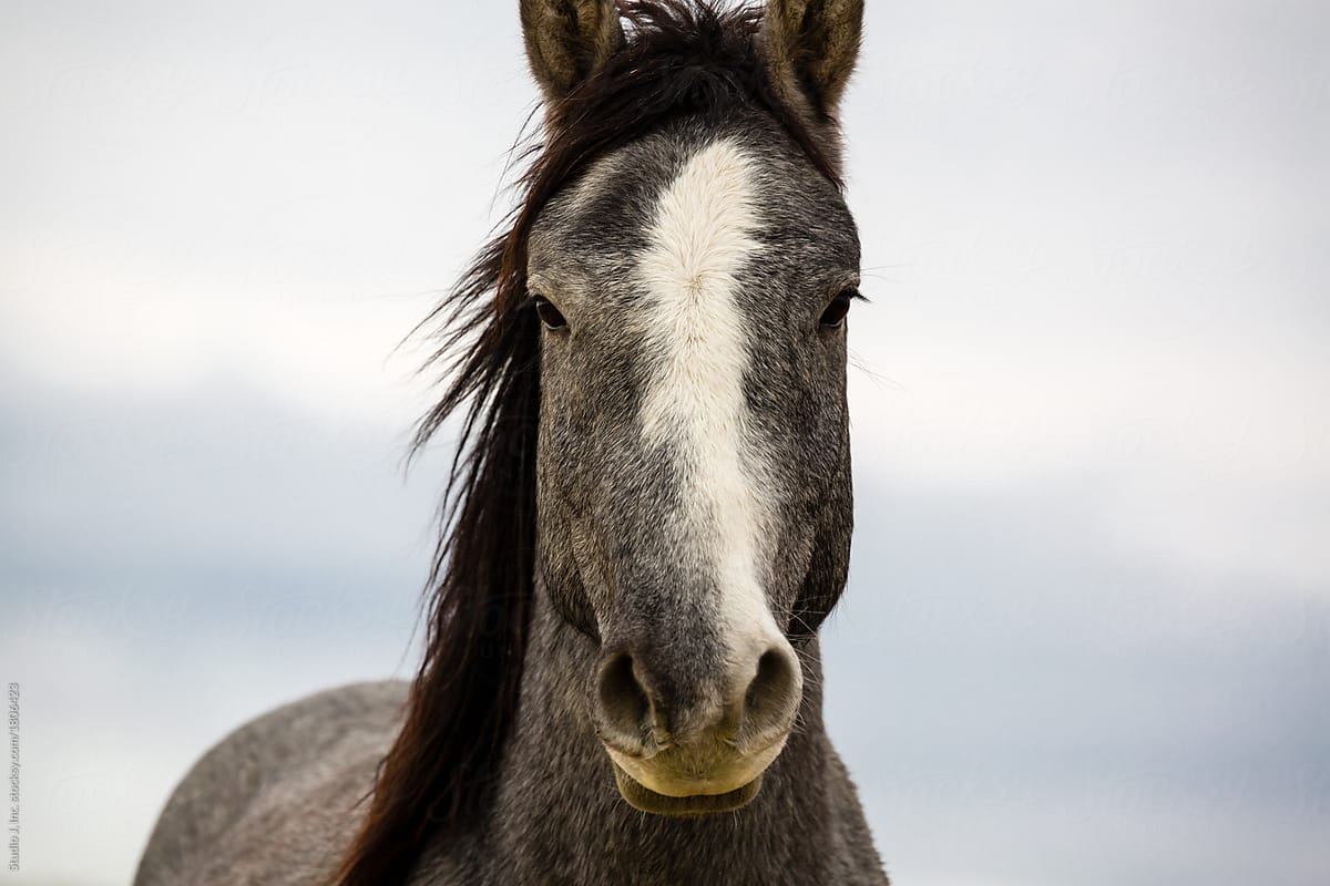 "Wild Horse Close Up" by Stocksy Contributor "Jani Bryson" - Stocksy