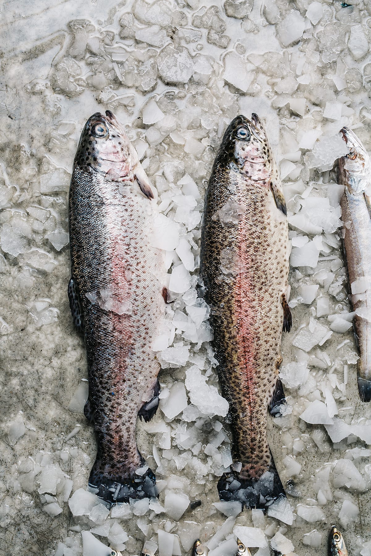 "Sea Fish On Ice" by Stocksy Contributor "Javier Díez" - Stocksy
