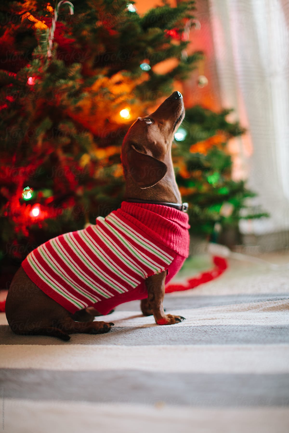 "Dachshund Enjoying His Day" by Stocksy Contributor "Matthew Linker ...