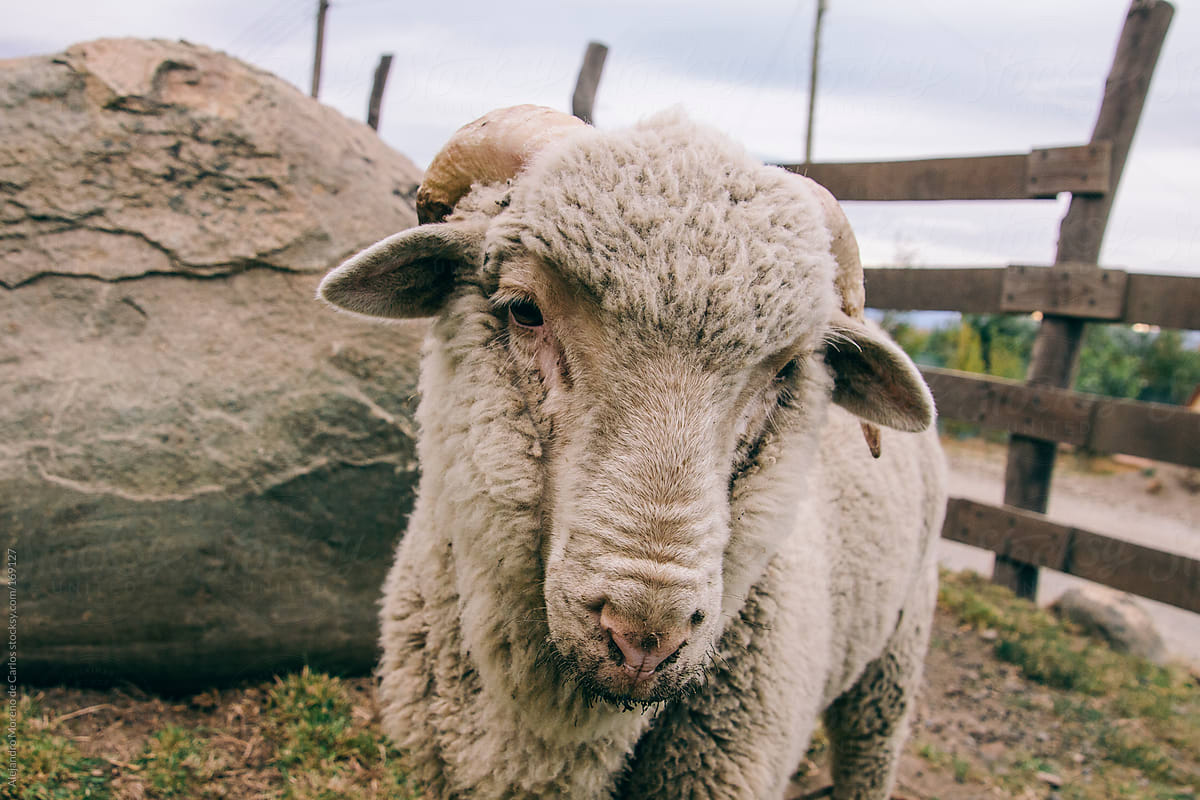 "Male Sheep On Countryside Farm" by Stocksy Contributor "Alejandro ...