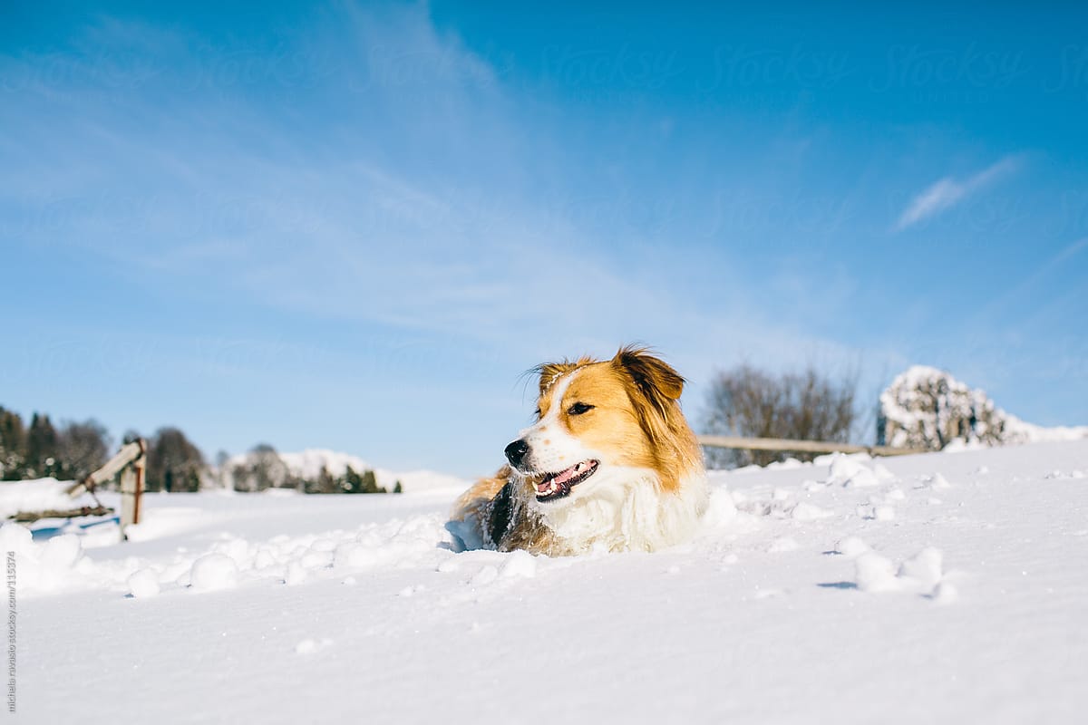 "Dog Playing In The Snow" by Stocksy Contributor "Michela Ravasio ...