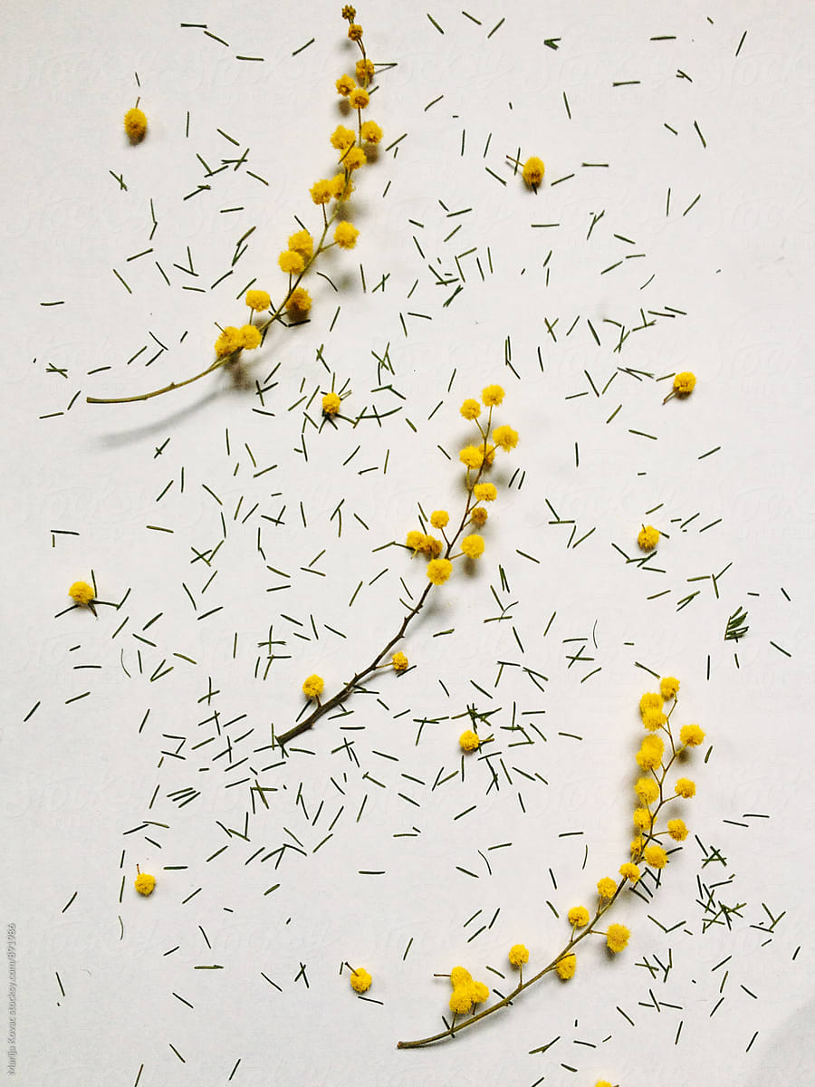 "Wild Flowers From Above" by Stocksy Contributor "Marija Kovac" - Stocksy