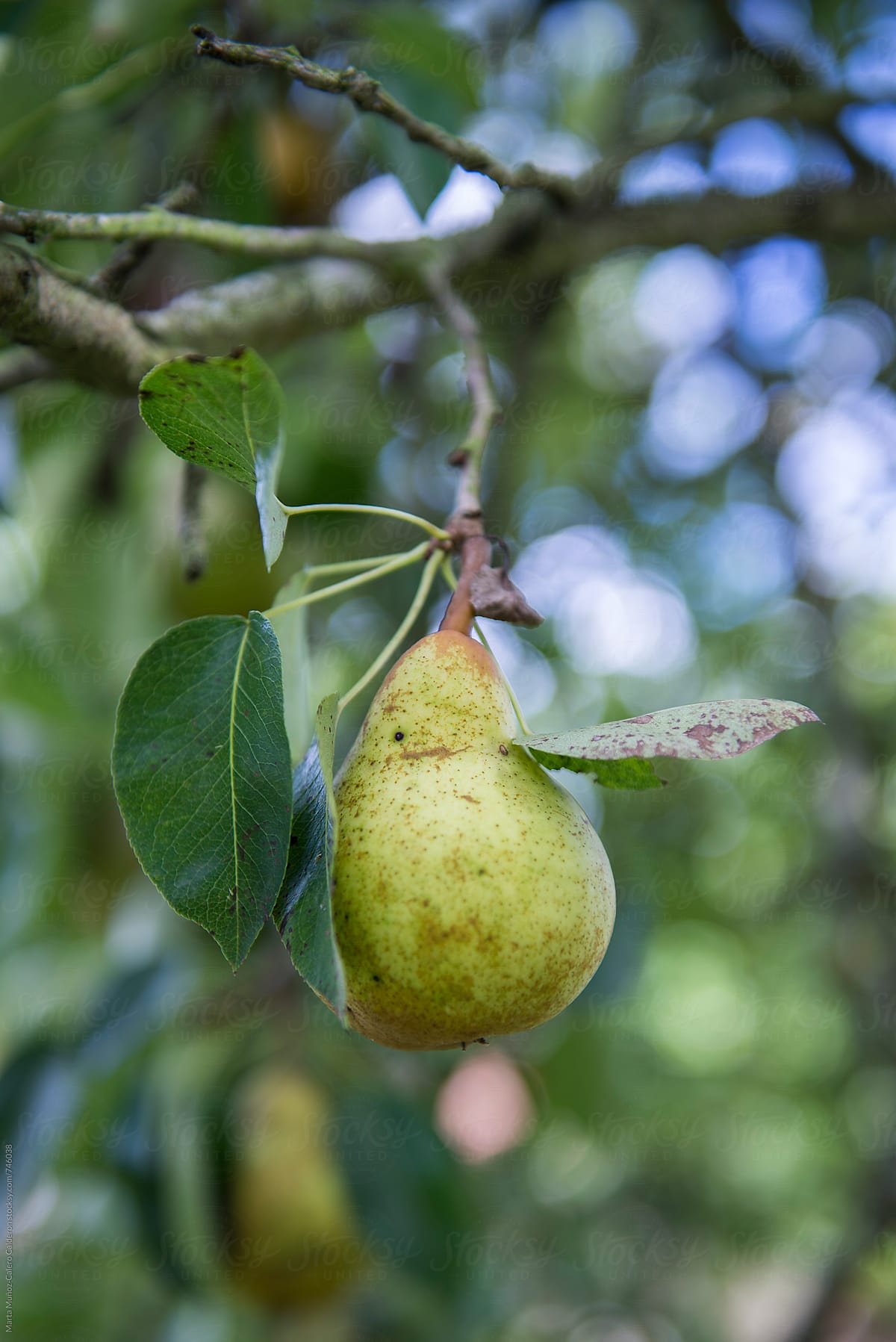 "Pear Hanging On A Branch" by Stocksy Contributor "Marta Muñoz-Calero ...