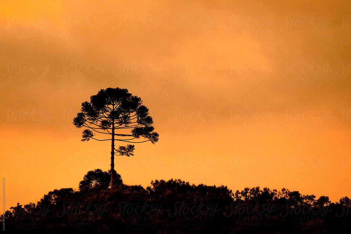 "Araucaria Tree Silhouette" by Stocksy Contributor "Lucas Brentano ...