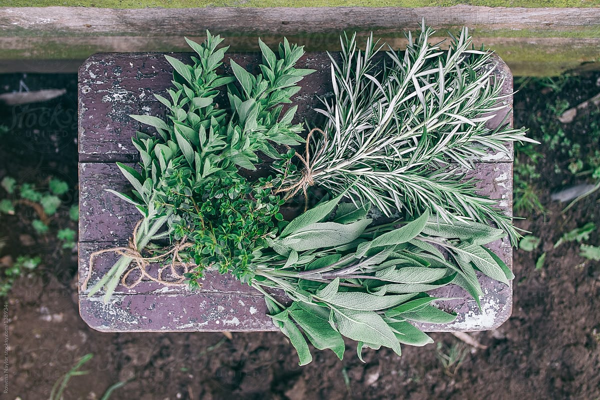 "Flat Lay Of Herb Bunches" by Stocksy Contributor "Rowena Naylor" - Stocksy