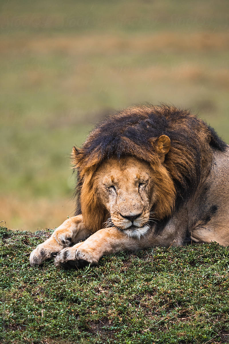 Lion In The Wild Lion Hunting Behavior In The Wild