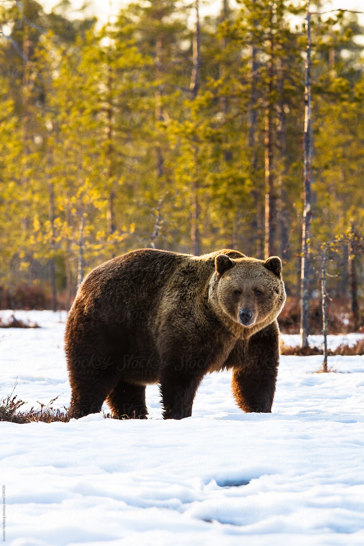 "A Wild Brown Bear At Dusk In A Finnish Forest In Early Spring" by ...