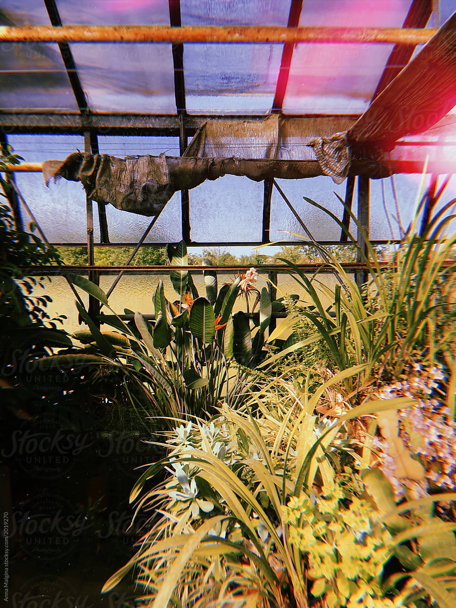 "A Beautiful Greenhouse With Exotic House Plant" by Stocksy Contributor ...