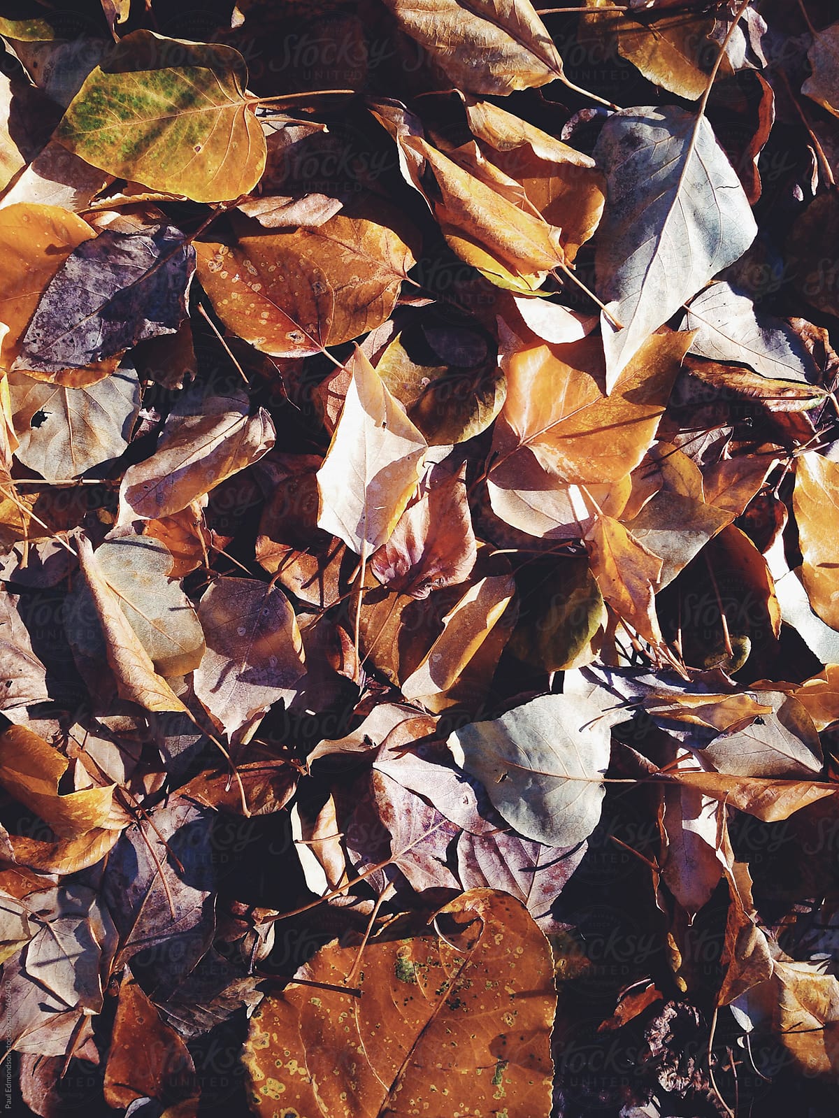 "Pile Of Cottonwood Leaves In Autumn" by Stocksy Contributor "Rialto ...