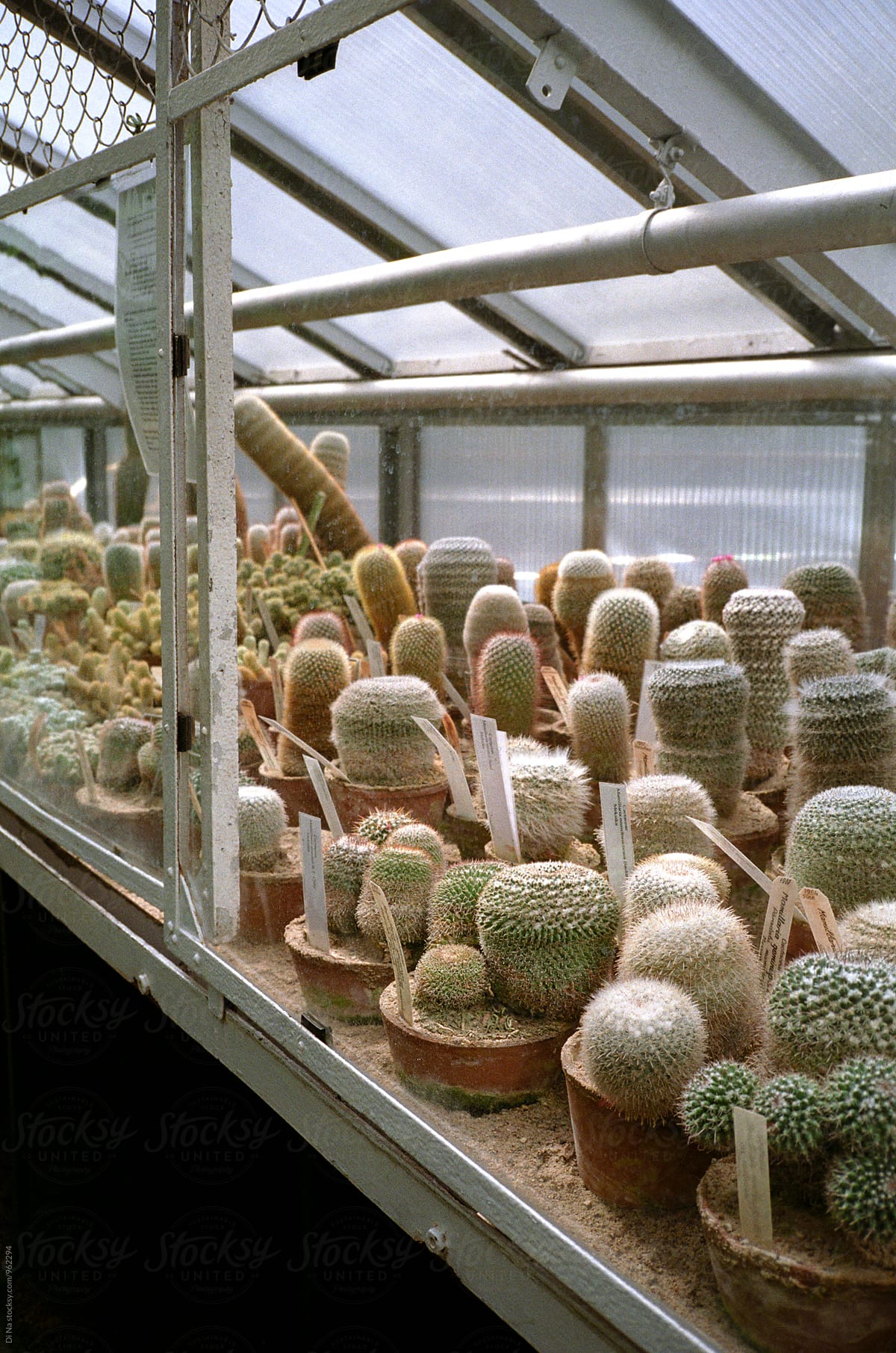 "Cactus Collection In The Glass Case" by Stocksy Contributor "Synchro ...