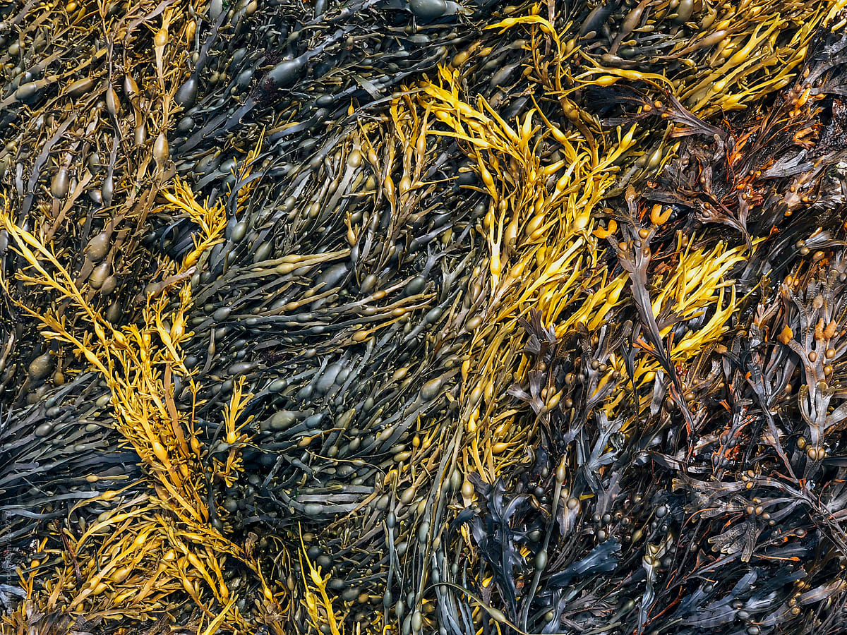 "Seaweed Details At Gruinard Bay. Highlands, Scotland, UK." by Stocksy ...