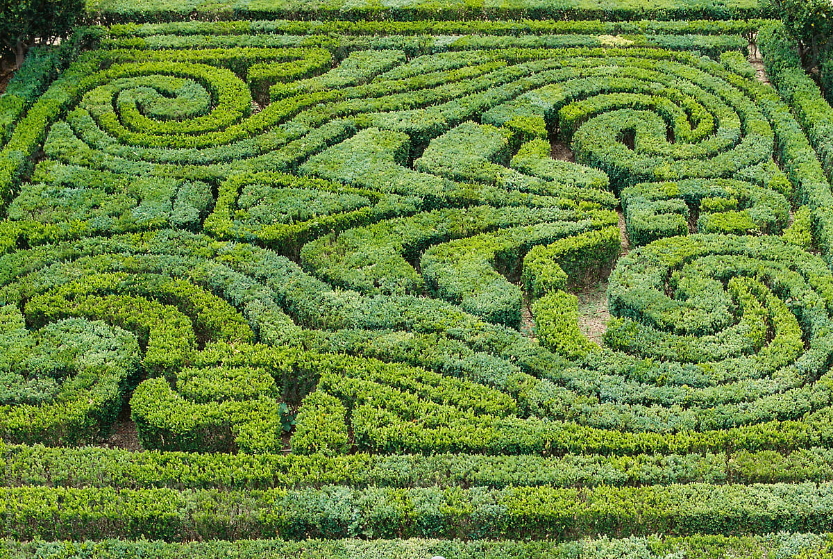 "View Of A Hedge Maze" by Stocksy Contributor "Olga Moreira" - Stocksy