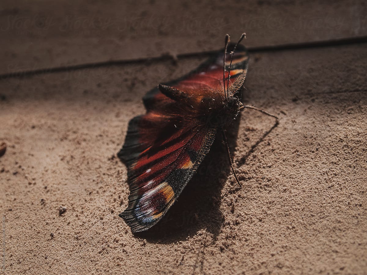 "Dead Butterfly" by Stocksy Contributor "Neil Warburton" - Stocksy