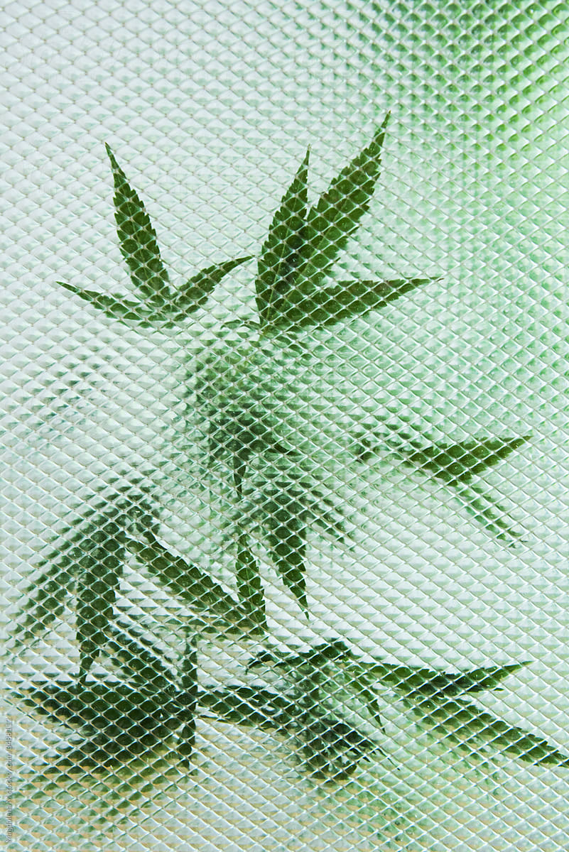 Ghost Leaves 1 - Stock Image - Everypixel