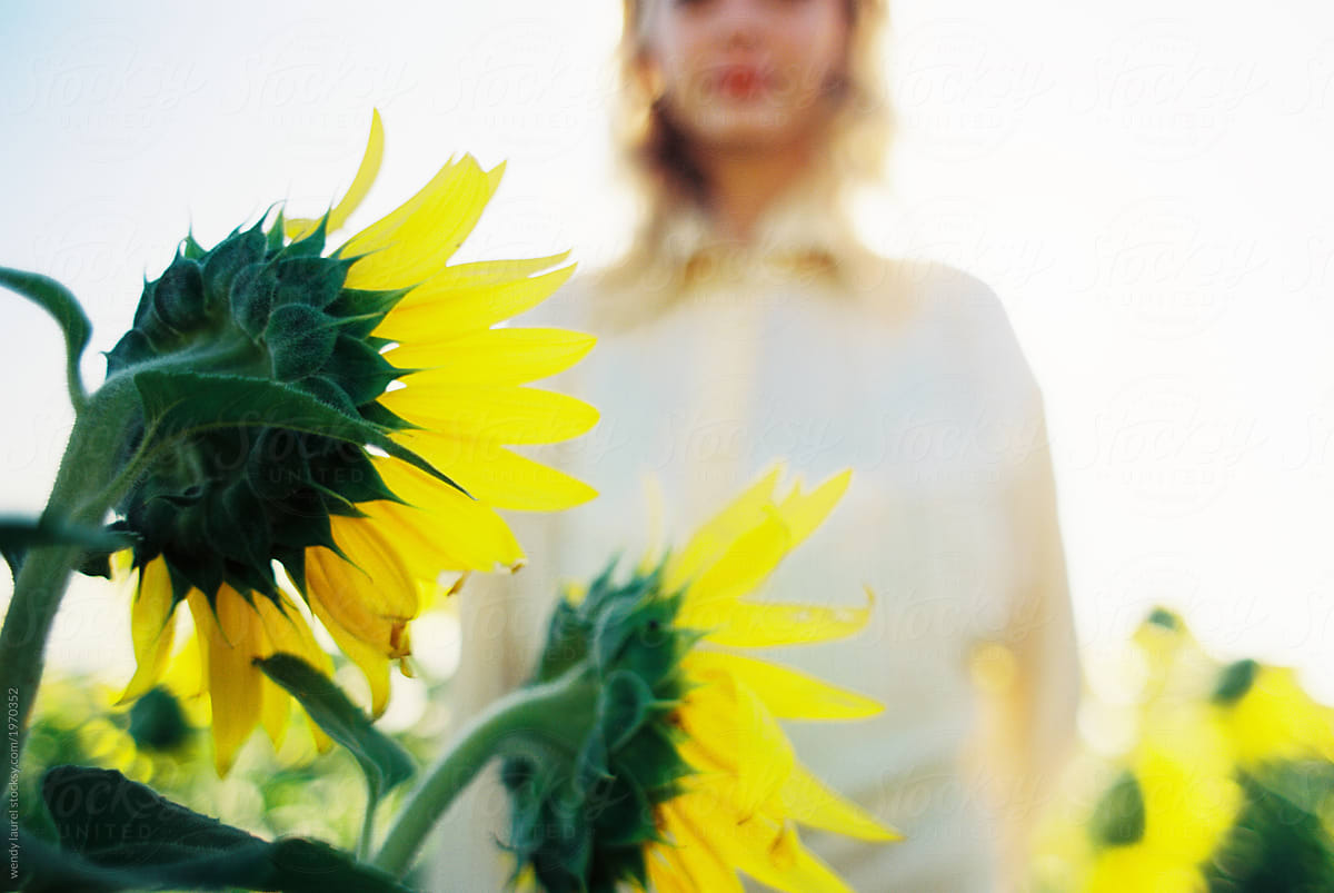 "Sunflowers Field With Joy And Happiness" by Stocksy Contributor "Wendy ...