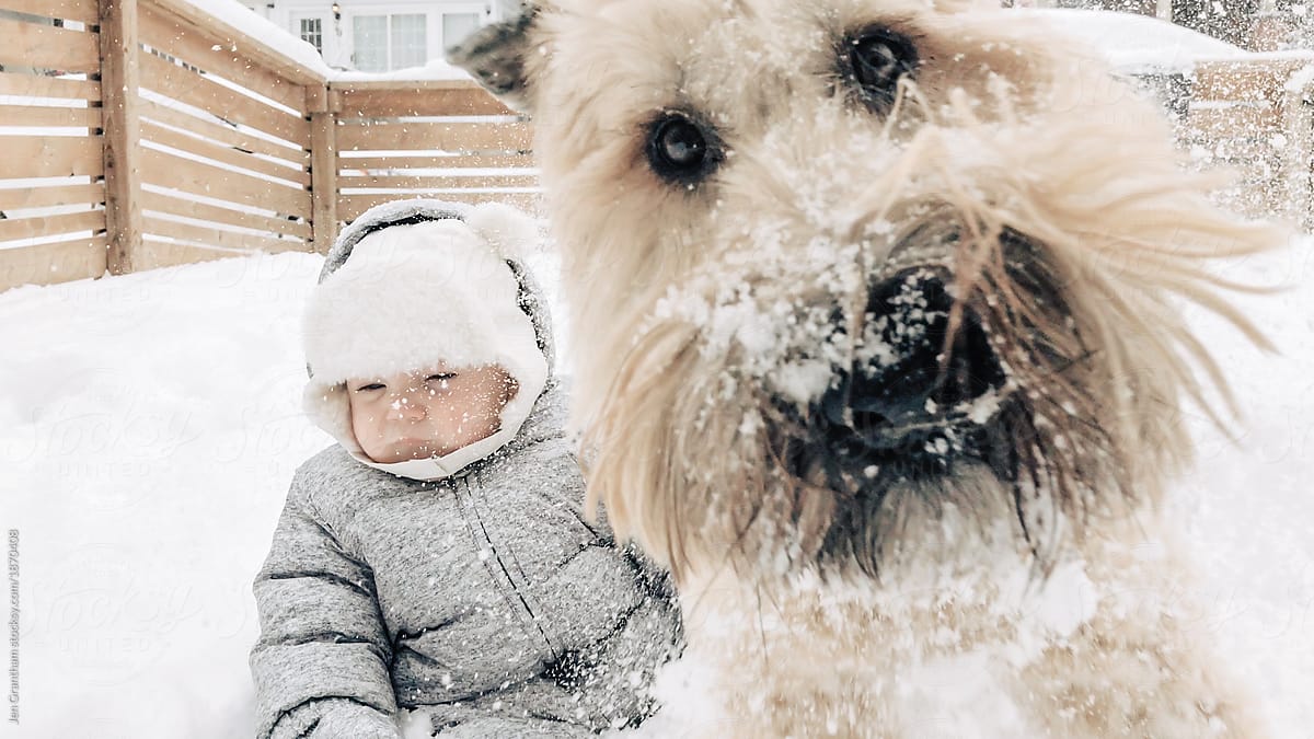 "Dog Photobombing A Picture Of A Baby" by Stocksy Contributor "Jen ...