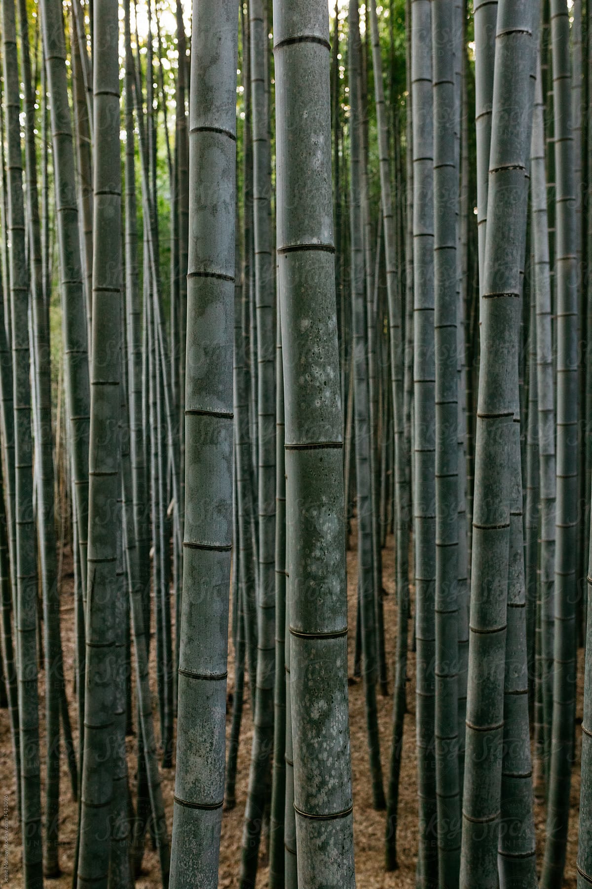 "Beautiful Landscapes Through Tall Old Growth Bamboo Forest In Kyoto ...