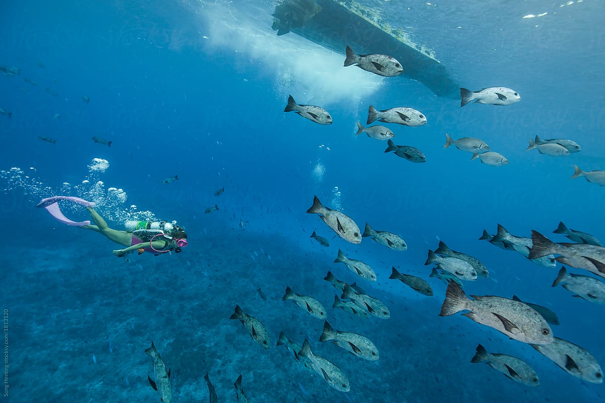 "A Female Diver Swimming With School Of Snapper" by Stocksy Contributor ...
