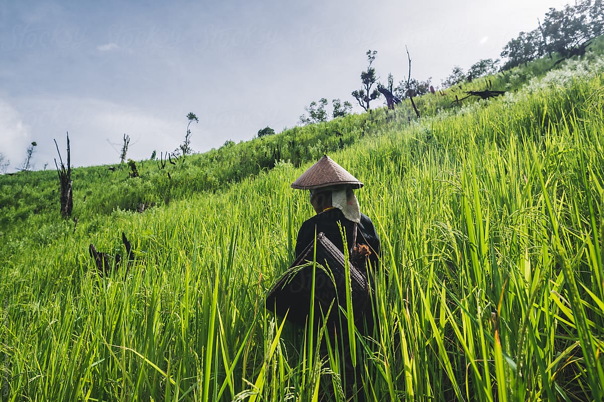"Senior Karen Woman In Her Rotational Farming" by Stocksy Contributor ...