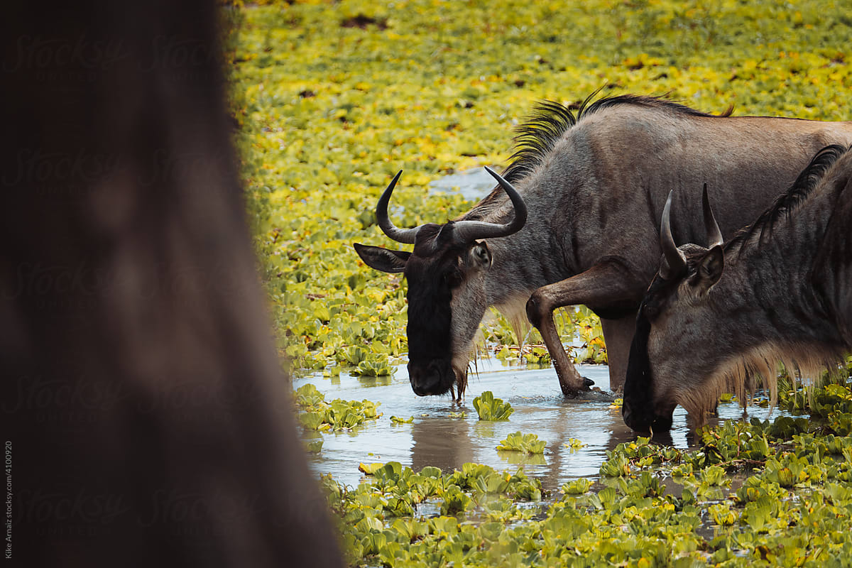 "Gnus In African Savannah." by Stocksy Contributor "Kike Arnaiz" - Stocksy